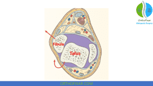 Ankle External Rotation Test | Kleiger Test Explained Easily | OrthoFixar