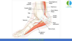 Flexor Digitorum Longus | OrthoFixar