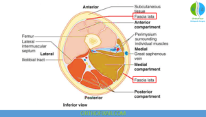 Fascia Lata Anatomy | OrthoFixar 2025