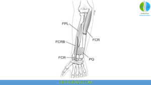 Flexor Carpi Radialis Muscle Anatomy Overview | 2026
