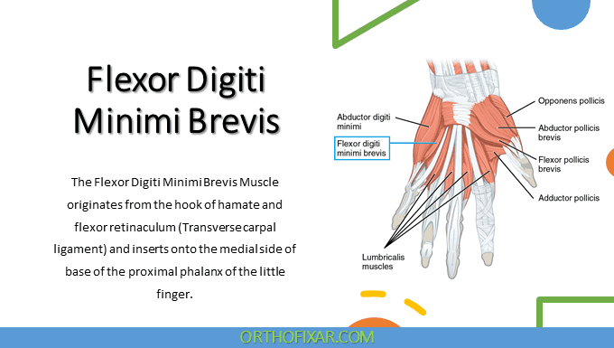 Flexor Digiti Minimi Brevis