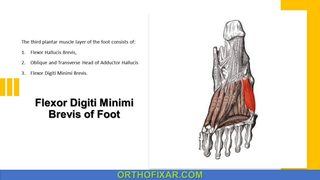Flexor Digiti Minimi Brevis Of Foot | OrthoFixar