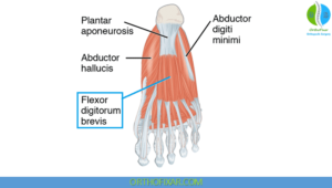 Flexor Digitorum Brevis Anatomy - Full Tutorial 2024