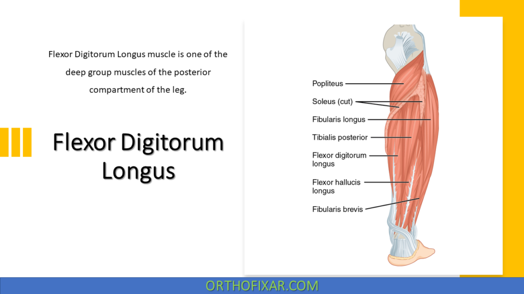 Flexor Digitorum Longus | OrthoFixar