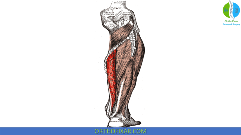 Flexor Digitorum Longus