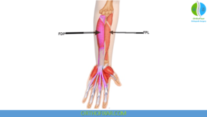 Flexor Digitorum Profundus Muscle Anatomy | OrthoFixar 2025