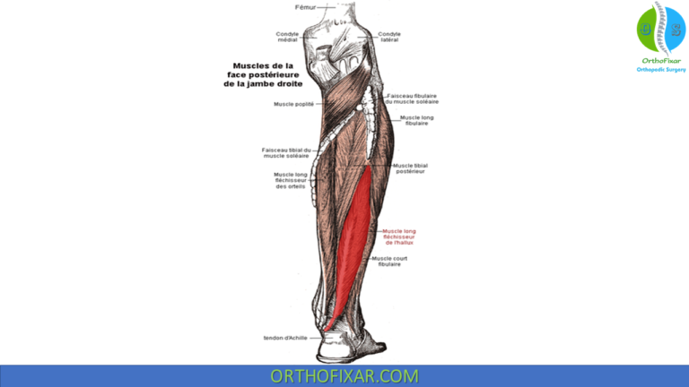 Flexor Hallucis Longus Muscle