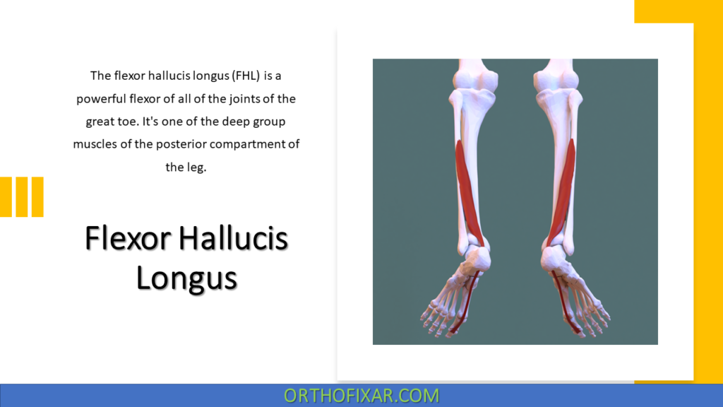 Flexor Hallucis Longus Muscle | OrthoFixar