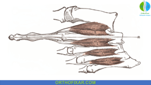 Foot Dorsal Interossei & Palmar Interossei Muscles Anatomy