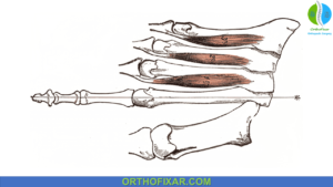 Foot Dorsal Interossei & Palmar Interossei Muscles Anatomy