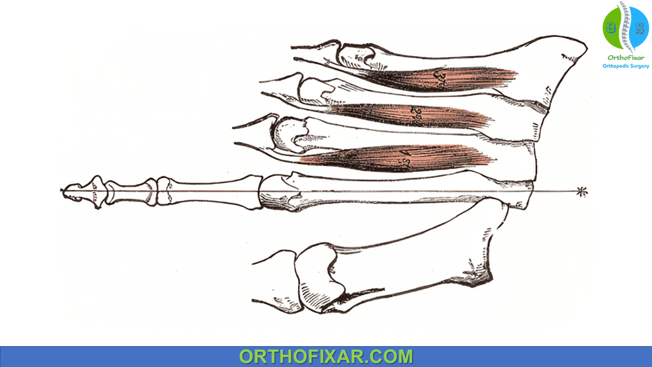 Foot Dorsal Interossei & Palmar Interossei Muscles Anatomy