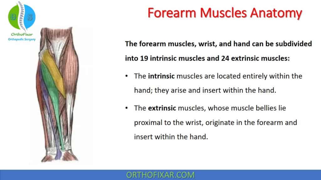 Forearm Muscles Anatomy & Function | OrthoFixar 2026