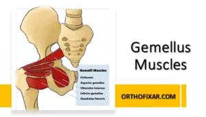 The Gemellus Muscles