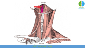 Geniohyoid Muscle Anatomy | OrthoFixar