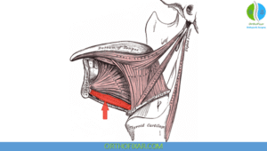 Geniohyoid Muscle Anatomy