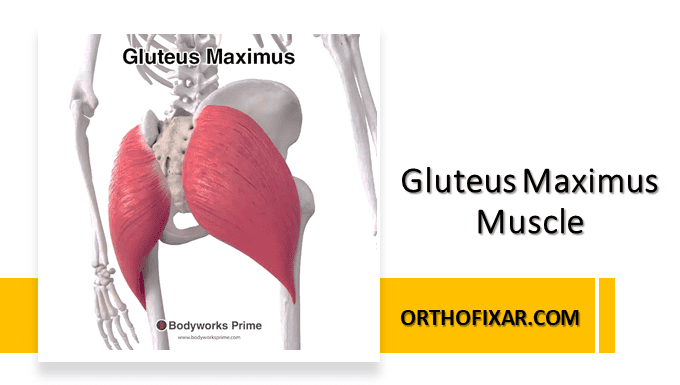 Gluteus Maximus Muscle Anatomy | OrthoFixar