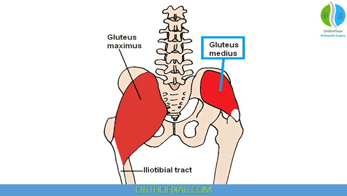 The Gluteus Medius Muscle Anatomy And Function