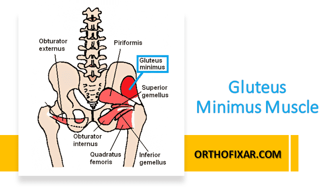 Gluteus Minimus Muscle | OrthoFixar 2025