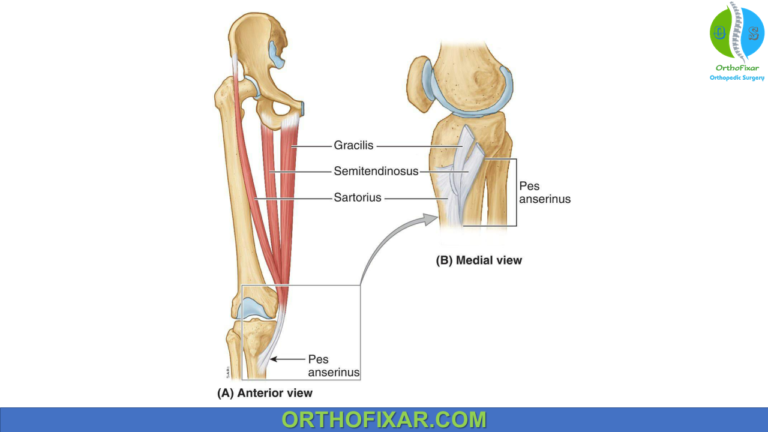 Gracilis Muscle Anatomy Overview | OrthoFixar