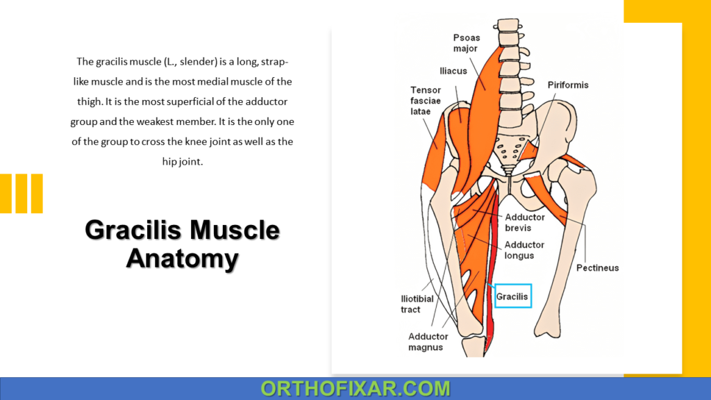 Gracilis Muscle Anatomy Overview | OrthoFixar