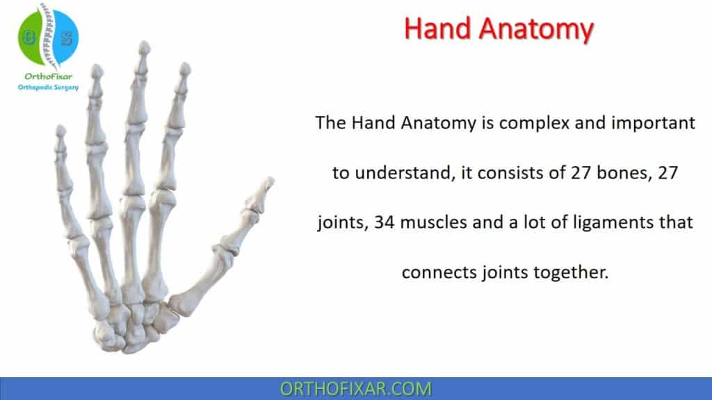 Hand Anatomy: Bones & Muscles Full Review | OrthoFixar 2026