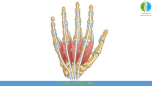 Hand Lumbrical Muscles | OrthoFixar