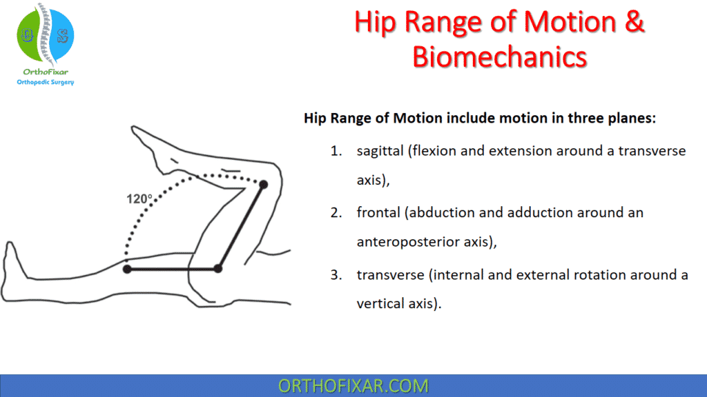 Hip Range Of Motion Explained Easily | OrthoFixar