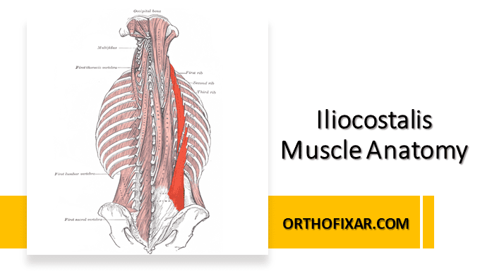 Iliocostalis Muscle Anatomy | OrthoFixar