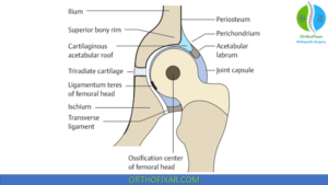 Infant Hip Ultrasound Explained Easily | OrthoFixar