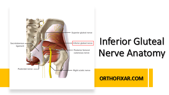 Inferior Gluteal Nerve Anatomy | OrthoFixar