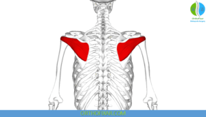 Infraspinatus Muscle Anatomy | Orthopedic Learning