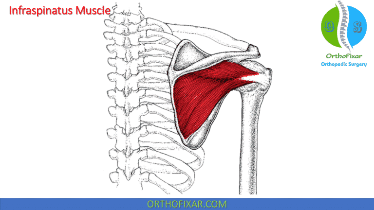 Rotator Cuff Of The Shoulder | OrthoFixar