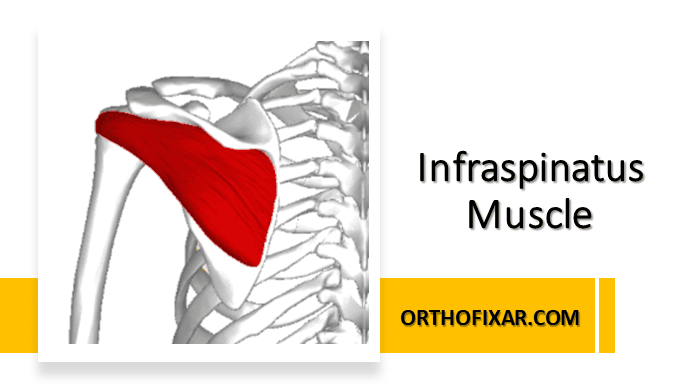 Infraspinatus Muscle Anatomy | OrthoFixar