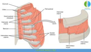 Intercostal Muscles Anatomy