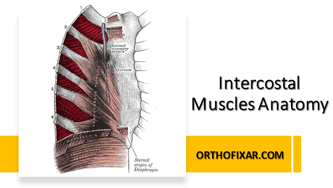 Intercostal Muscles Anatomy | Orthopedic Learning