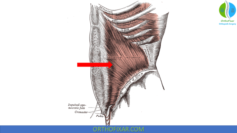 Internal Oblique Muscle | OrthoFixar