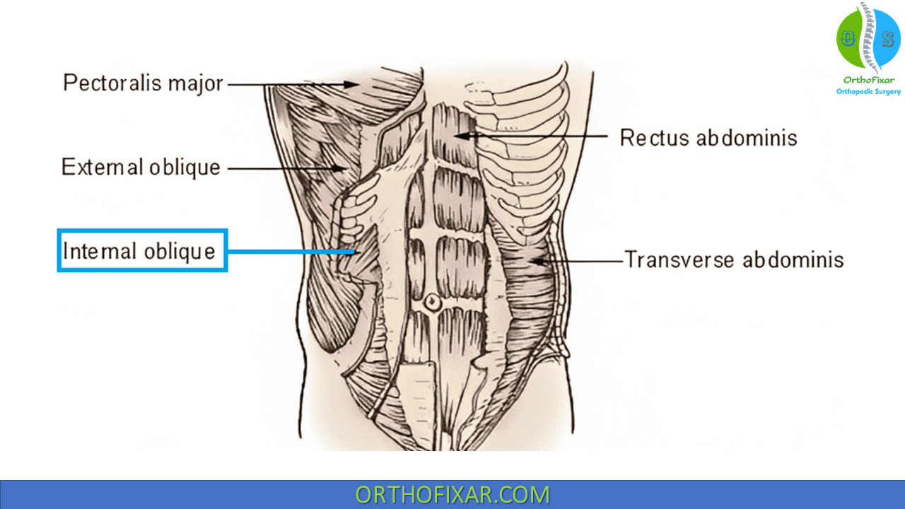 Internal Oblique Muscle | OrthoFixar