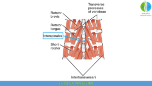 Interspinales Muscles Anatomy | OrthoFixar