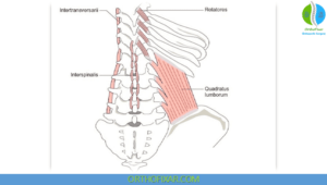 Interspinales Muscles Anatomy | OrthoFixar