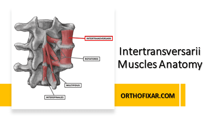 Beevor Sign Significance & Causes | OrthoFixar 2025
