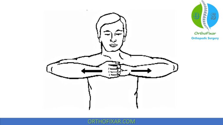 Muscle Stretch Reflexes | OrthoFixar 2025