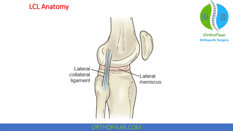 Knee LCL Sprain | OrthoFixar