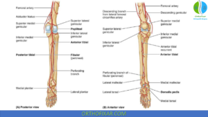 Lateral Compartment Of Leg | Orthopedic Learning