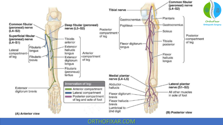 Lateral Compartment Of Leg | OrthoFixar