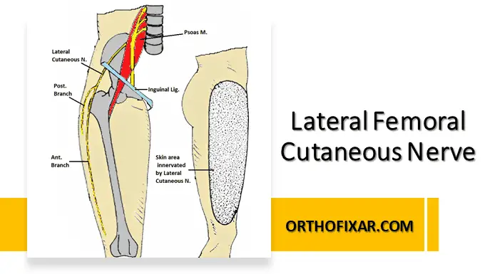 Lateral Femoral Cutaneous Nerve Anatomy | OrthoFixar