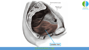 Levator Ani Muscle Anatomy | OrthoFixar