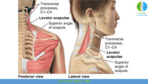 Levator Scapulae Muscle Anatomy | OrthoFixar