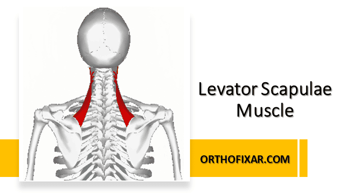 Levator Scapulae Muscle Anatomy | OrthoFixar