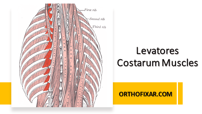 Elvey Test | Upper Limb Tension Tests (ULTTs) Overview 2025
