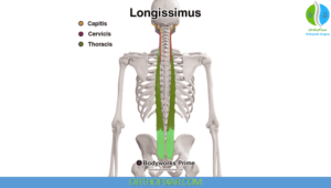 Longissimus Muscle Anatomy